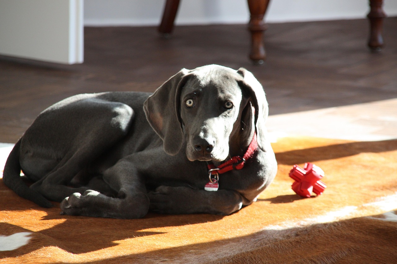 Weimaraner Dog Young - Free photo on Pixabay - Pixabay