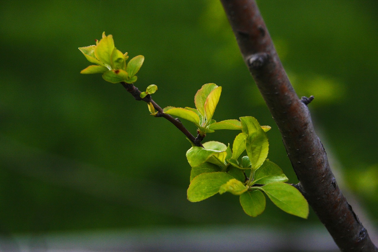 Young Leaves Flower Apple Bud - Free photo on Pixabay