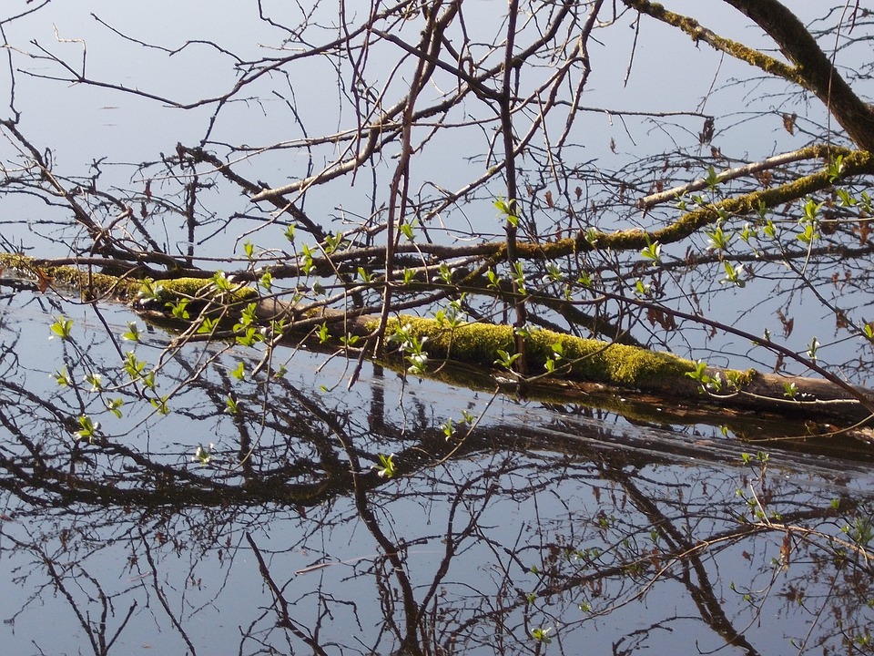 Riverside Tree Trunk Water - Free photo on Pixabay - Pixabay
