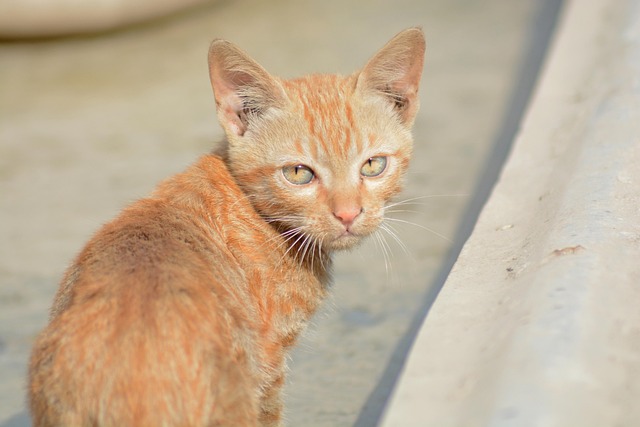 Gato Animal Bravo Bicho De - Foto gratuita no Pixabay