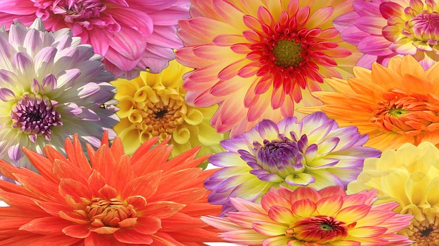 Dalia Flores Bloom - Imagen gratis en Pixabay - Pixabay
