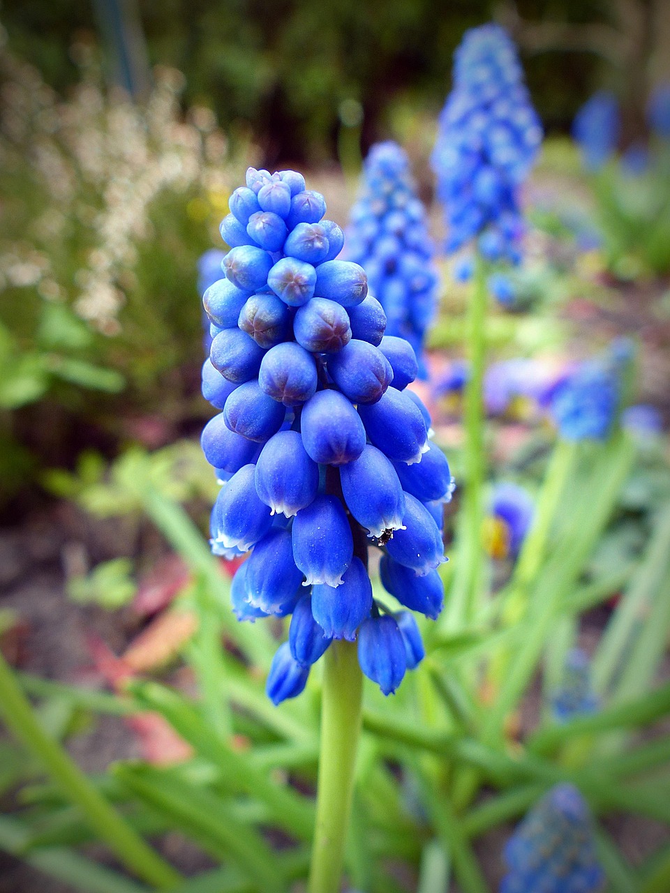 Flor De Perla Azul - Foto gratis en Pixabay - Pixabay