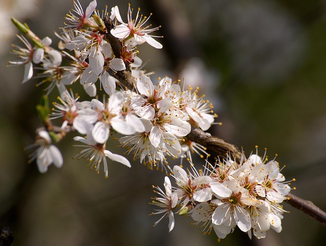 Blossom Bloom Flower - Free photo on Pixabay