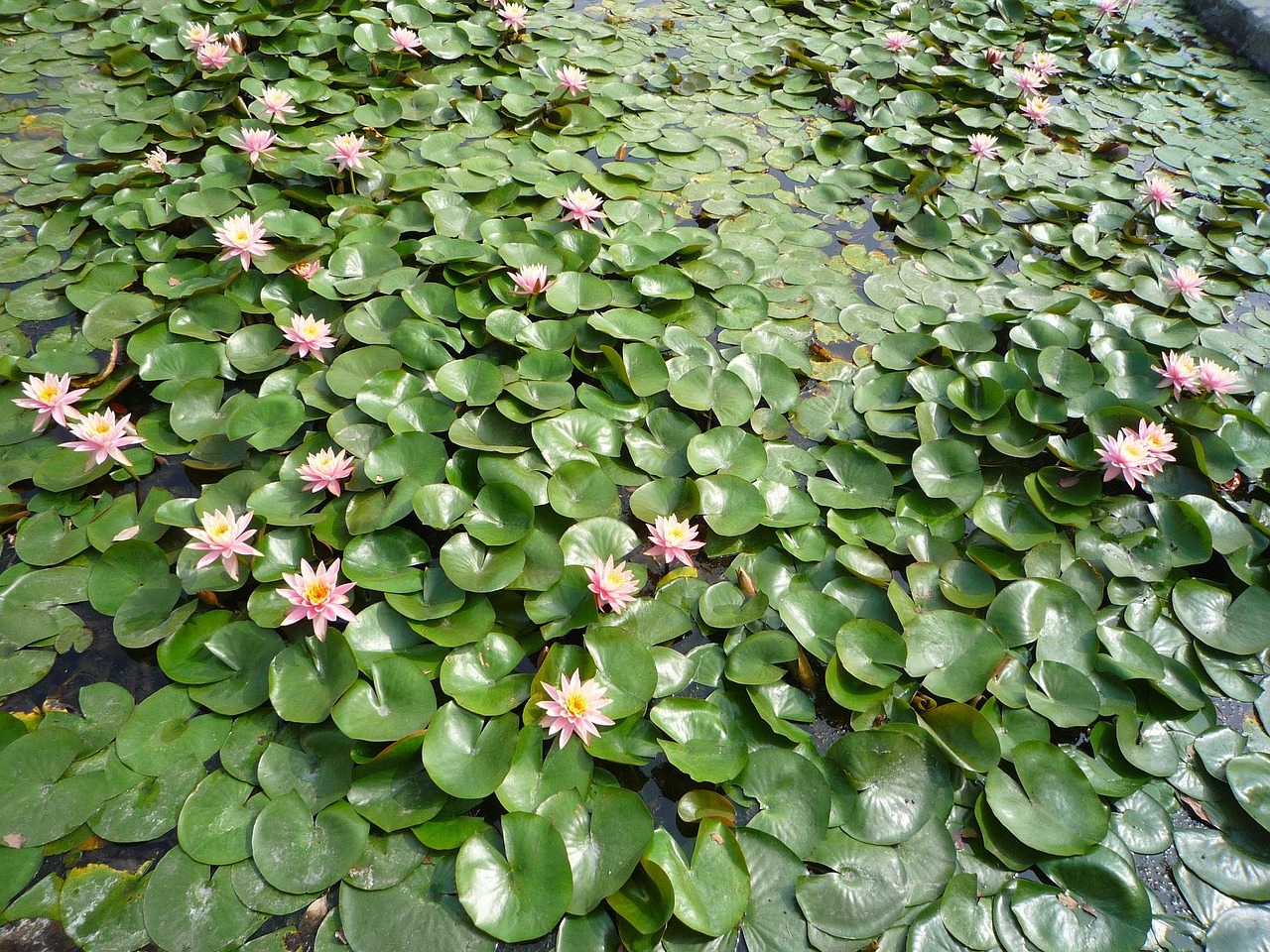 Lotus Planta - Foto gratuita no Pixabay - Pixabay