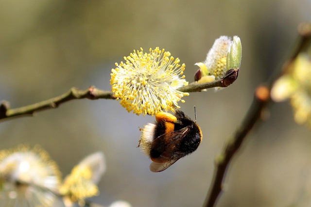 Bumblebee Bombus Bee - Free photo on Pixabay - Pixabay