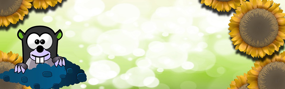 Banner Header Bunga Matahari Tahi - Gambar gratis di Pixabay - Pixabay