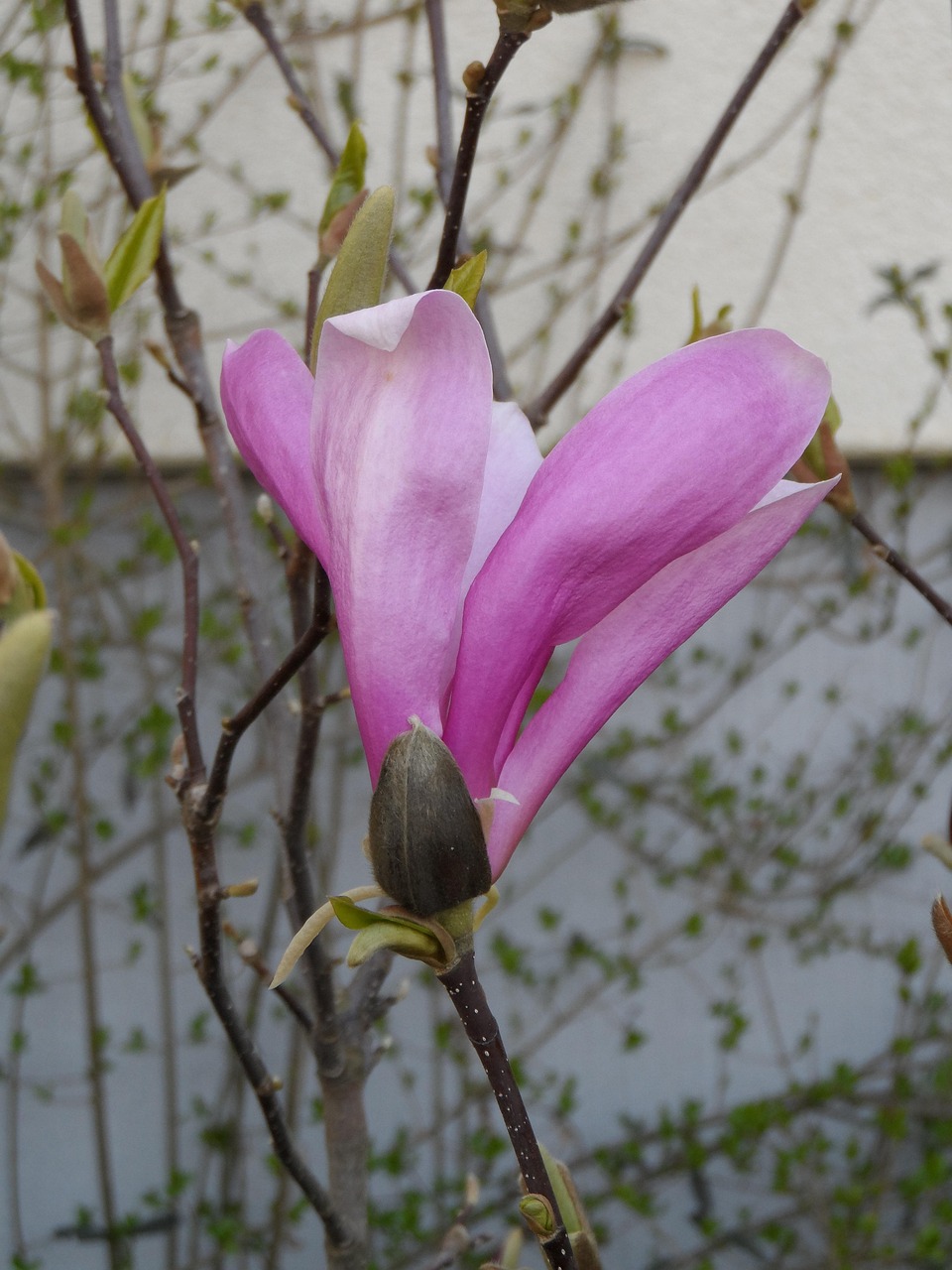 Magnolia Blossom Bloom - Free photo on Pixabay - Pixabay