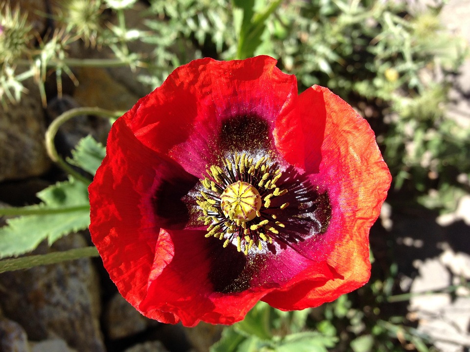 Flor Polen Natureleza - Foto gratis en Pixabay