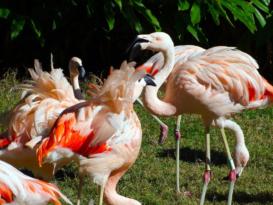 Flamingo Birds Animal - Free photo on Pixabay - Pixabay