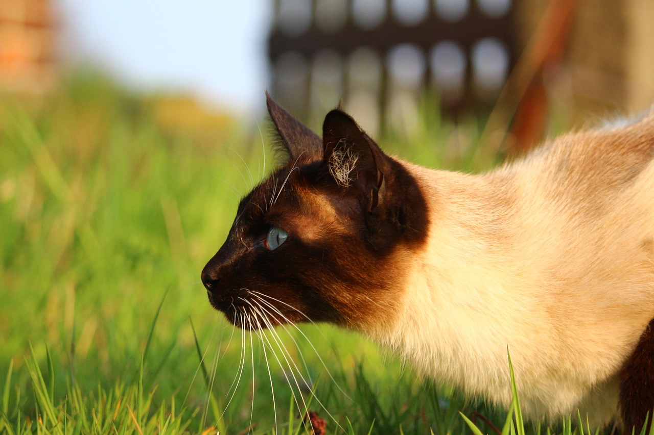 Cat Puss Kitten Breed - Free photo on Pixabay - Pixabay