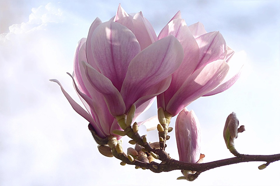 Tulip Magnolia X · Free photo on Pixabay Tulip Magnolia X · Free photo on Pixabay