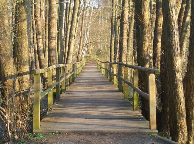 Holzbrücke Steg Wald - Kostenloses Foto auf Pixabay