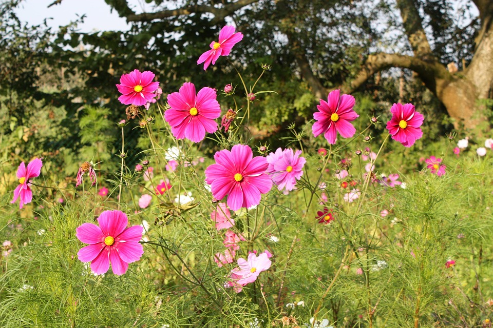 Nature Fleurs Printemps De - Photo gratuite sur Pixabay - Pixabay