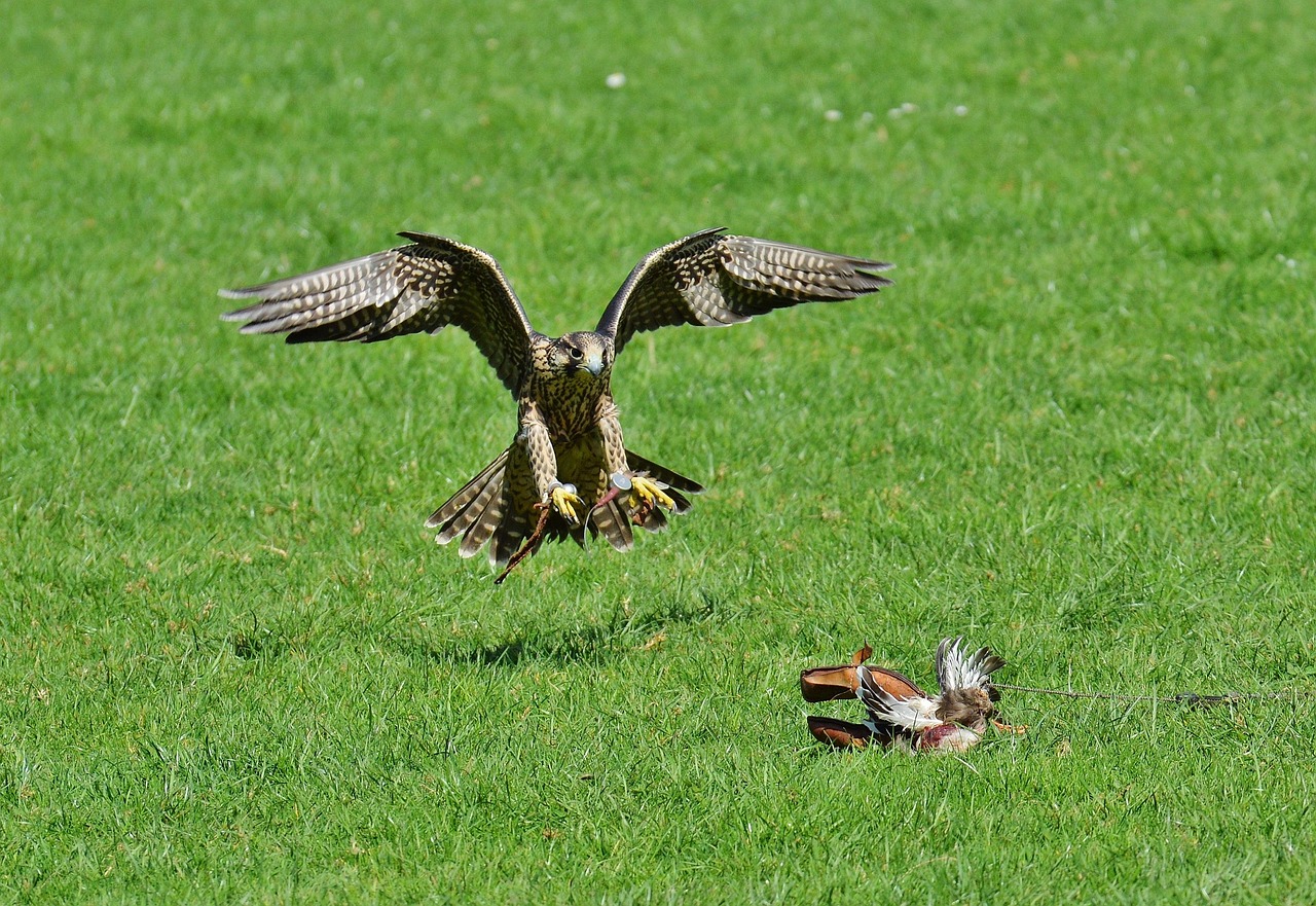 Falcon Wildpark Poing Approach - Free photo on Pixabay