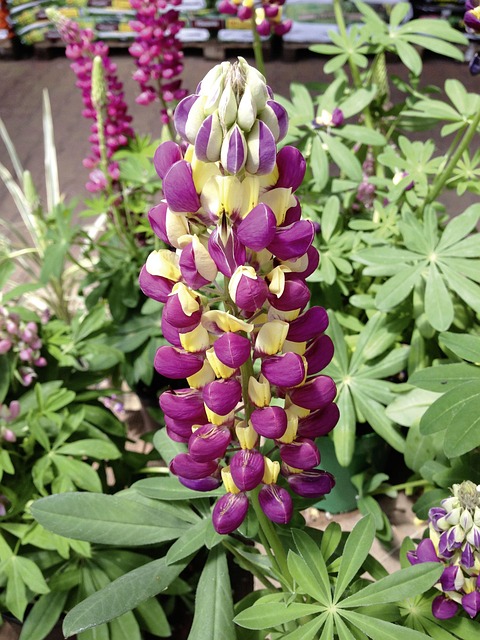 Lupine Lupinus Polyphyllus - Free photo on Pixabay - Pixabay