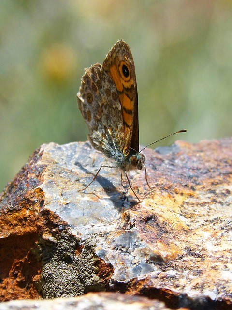 Lasiommata Megera Papillon De - Photo gratuite sur Pixabay - Pixabay