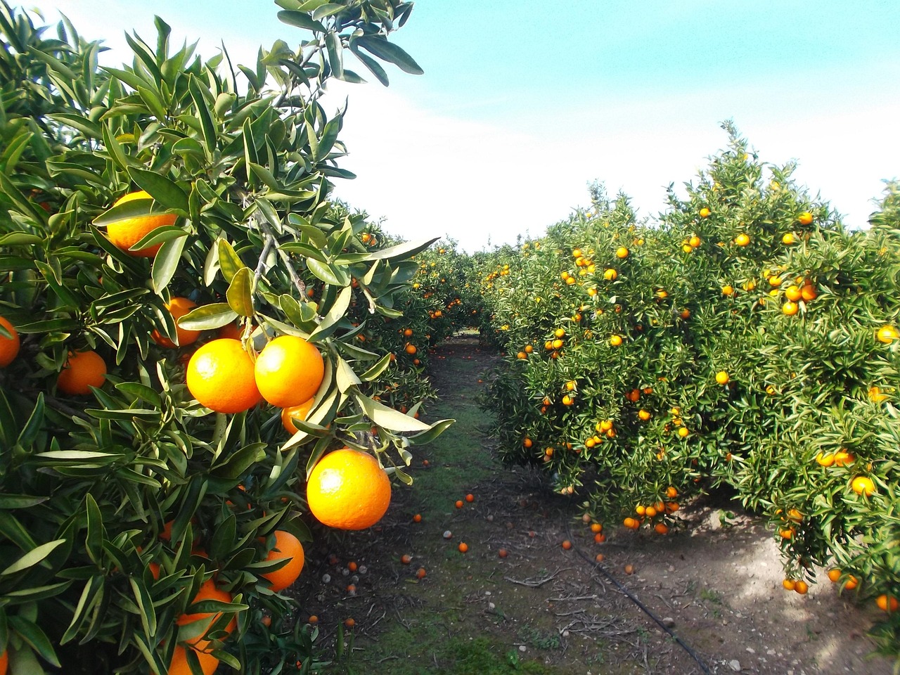 Orange Jeruk Buah - Foto gratis di Pixabay - Pixabay