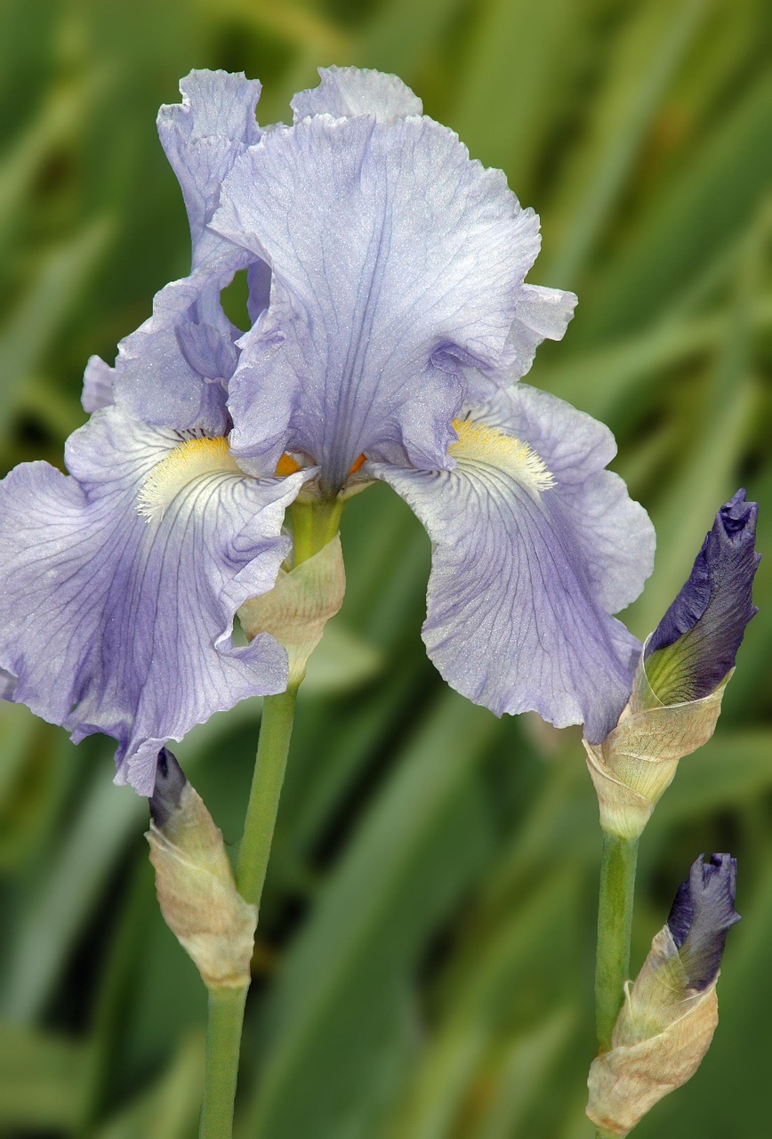 Iris Fleur Jardin - Photo gratuite sur Pixabay - Pixabay