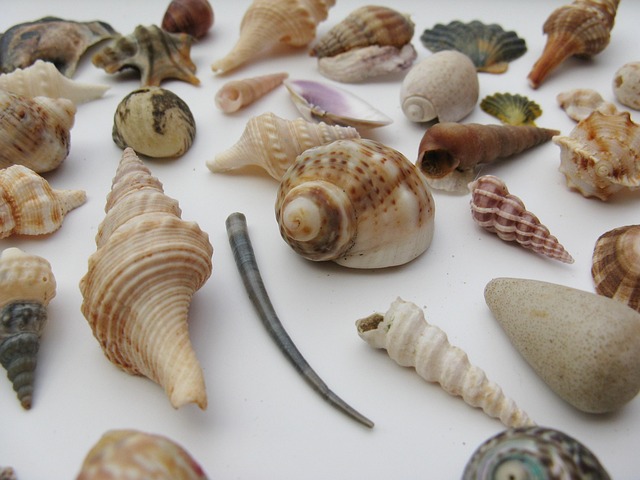 Shellfish Marine Gastropods Shell - Free photo on Pixabay - Pixabay