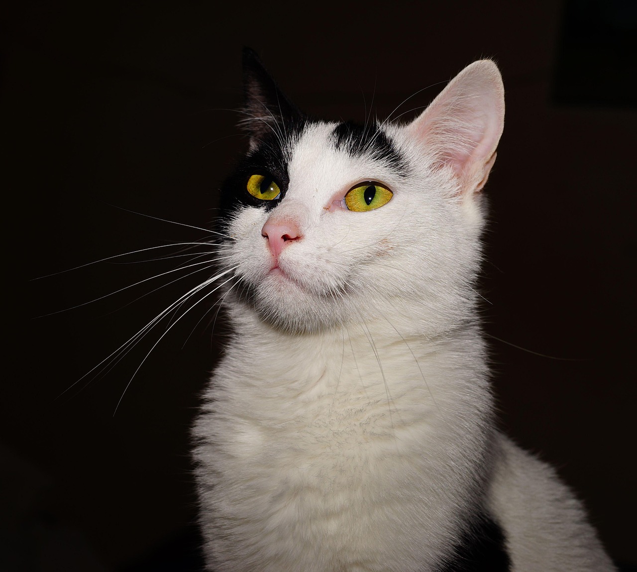 Gato Domestico Mujer - Foto gratis en Pixabay - Pixabay
