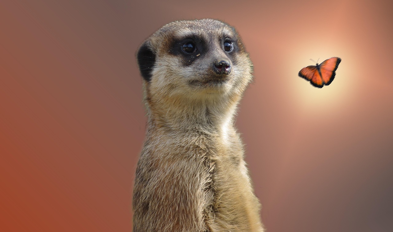 Suricata Animal Zoo - Foto gratis en Pixabay - Pixabay