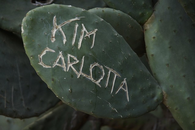 Cactus Writing Green - Free photo on Pixabay - Pixabay