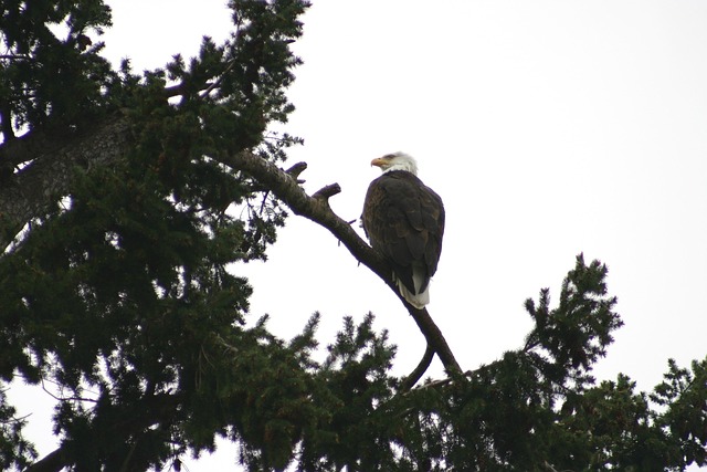Eagle Wildlife Bird - Free photo on Pixabay