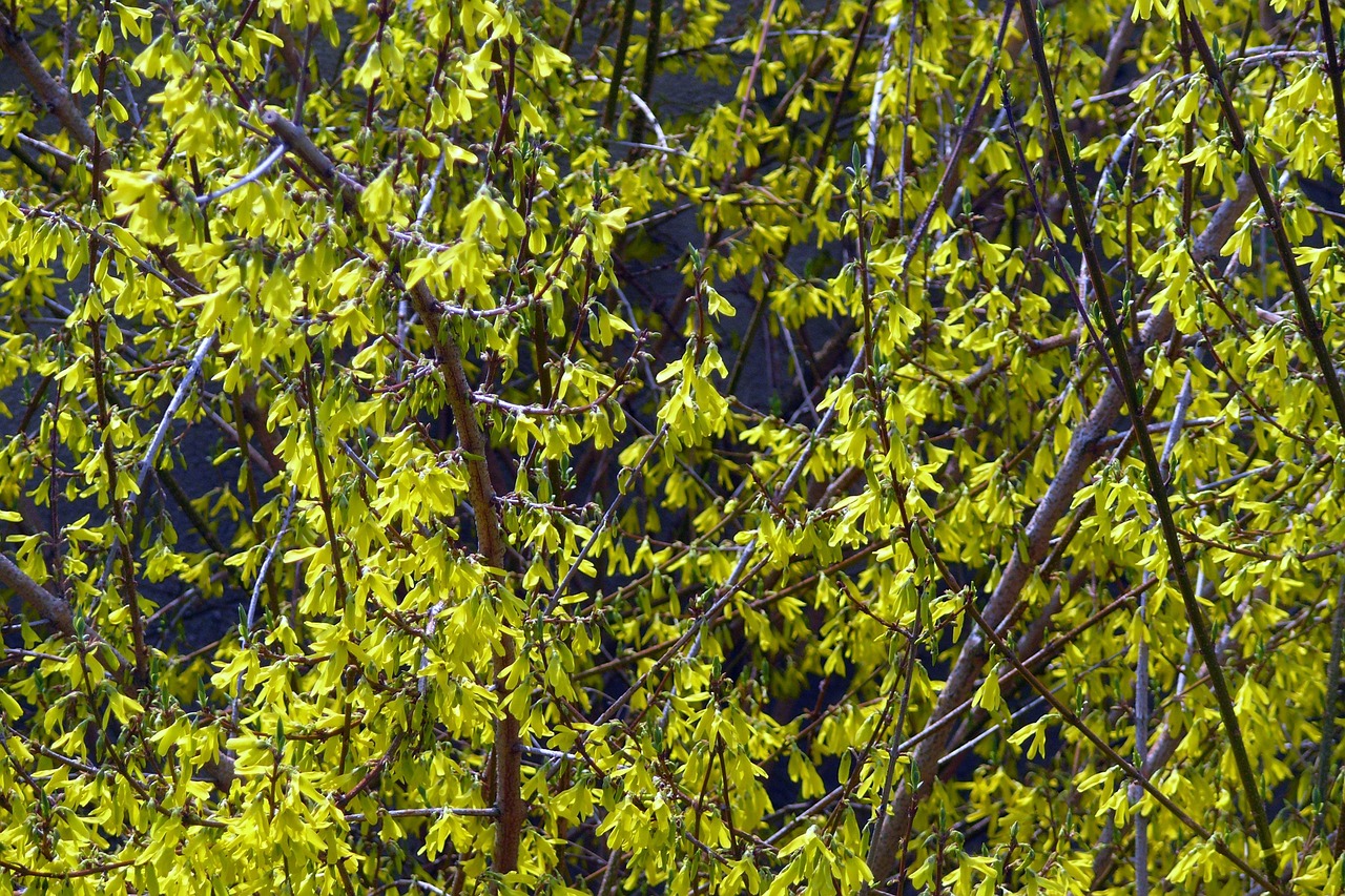 Chuva Dourada Primavera Forsythia - Foto gratuita no Pixabay - Pixabay