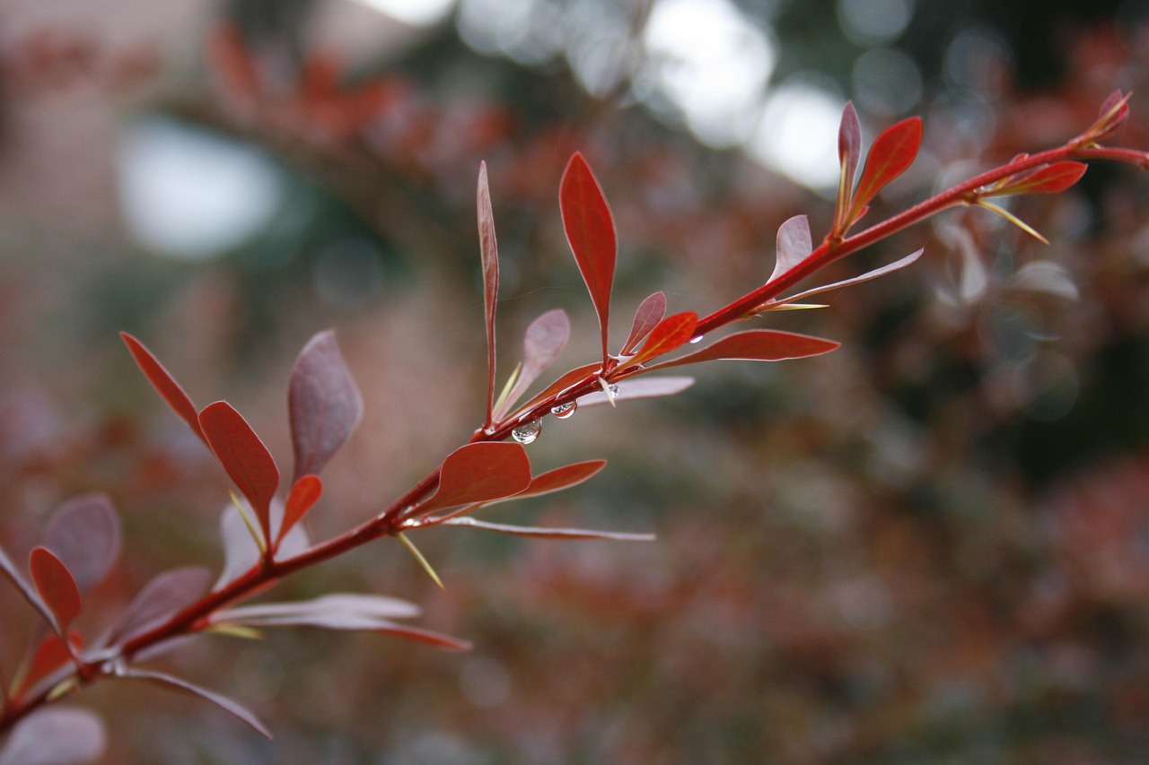 Planta Arbusto Rojo - Foto gratis en Pixabay - Pixabay
