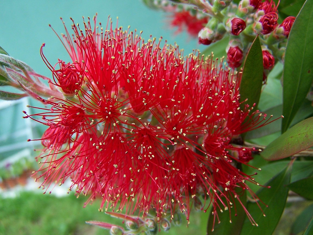 Bottlebrush Tree Plant - Free photo on Pixabay