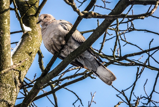 Colombe Pigeon Sauvage - Photo gratuite sur Pixabay - Pixabay