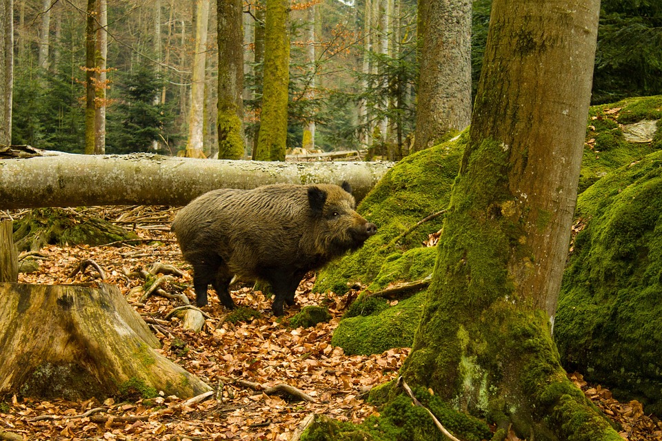 Wildschwein Nationalpark - Kostenloses Foto auf Pixabay - Pixabay