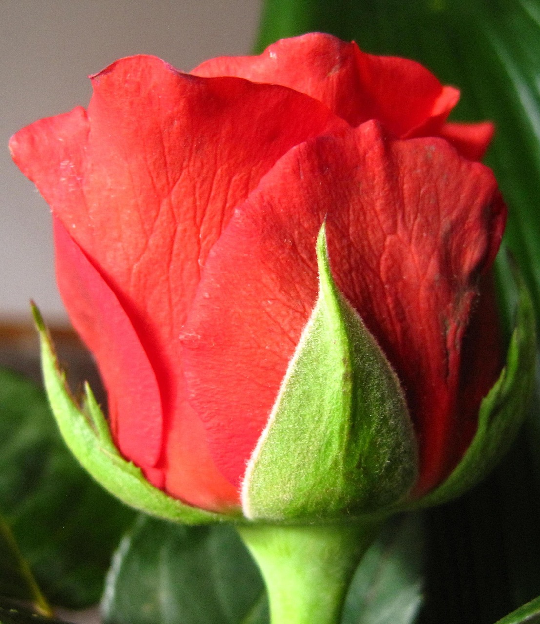 Flor De Rosa Rojo Primeros Planos - Foto gratis en Pixabay - Pixabay