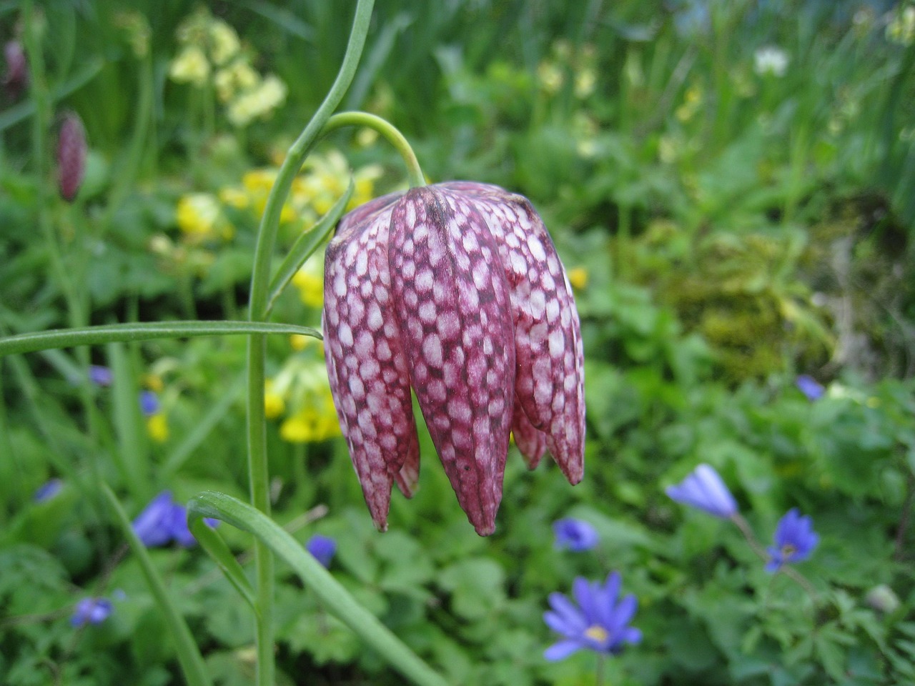 Chess Flower Fritillaria Meleagris - Free photo on Pixabay - Pixabay