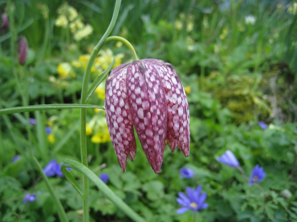 Chess Flower Fritillaria Meleagris - Free photo on Pixabay - Pixabay
