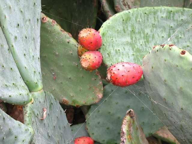 Tunas Frutas Espinas - Foto gratis en Pixabay - Pixabay