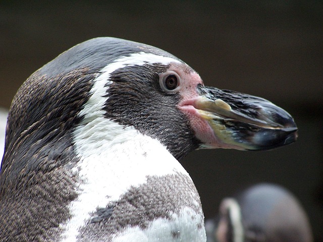 Pingüino Animales De - Foto gratis en Pixabay