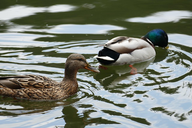 Patos Estanque Bosque Pareja De - Foto gratis en Pixabay - Pixabay