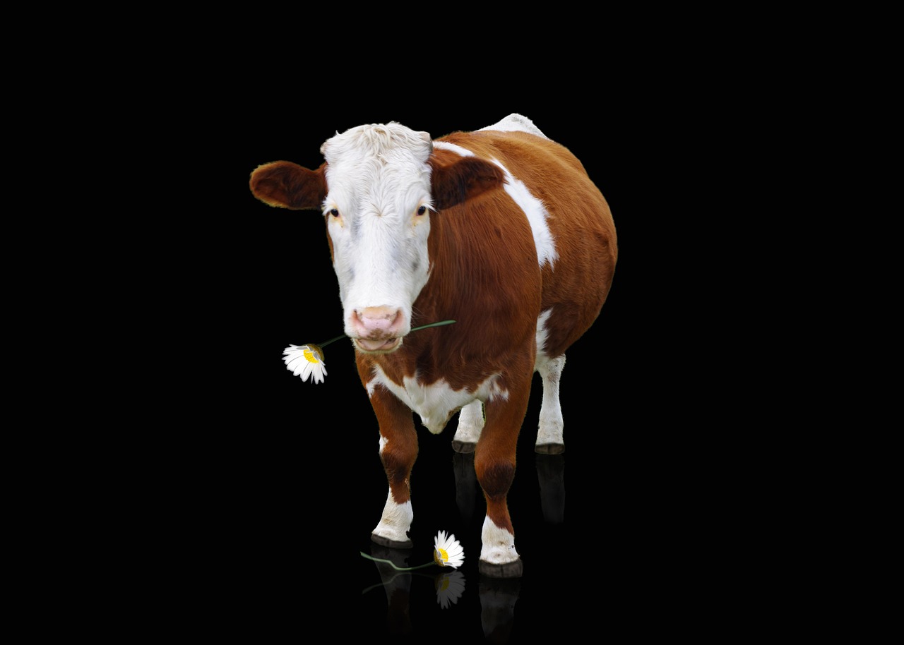 1,000+ Free Milk Cow & Cow Images - Pixabay