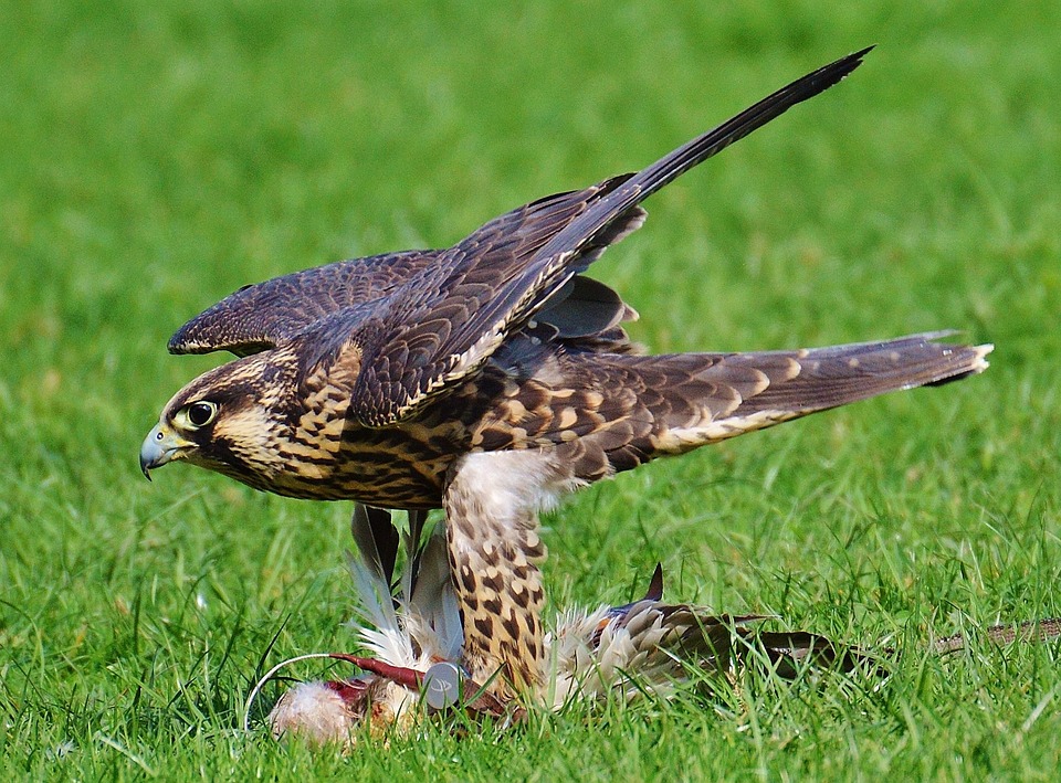 Falcon Wildpark Poing Prey - Free photo on Pixabay - Pixabay