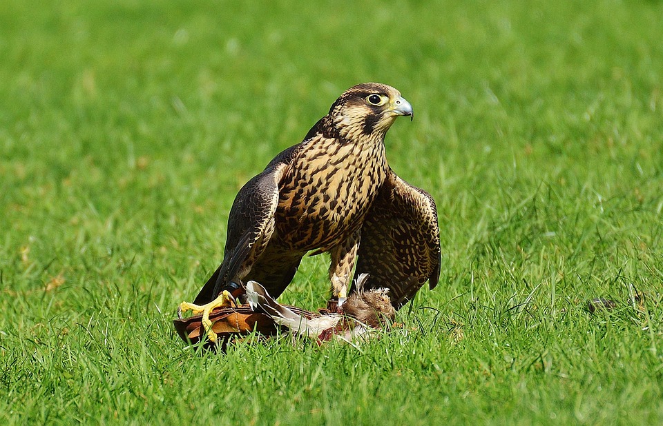 Falcon Wildpark Poing Prey - Free photo on Pixabay - Pixabay