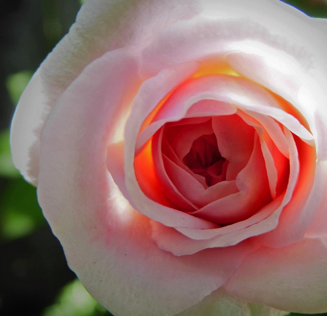 Bouton De Rose Bourgeon Fermer - Photo gratuite sur Pixabay - Pixabay