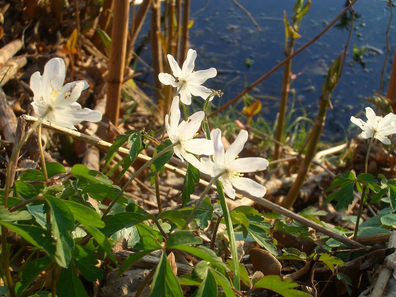 Riverbank Spring White Flower - Free photo on Pixabay