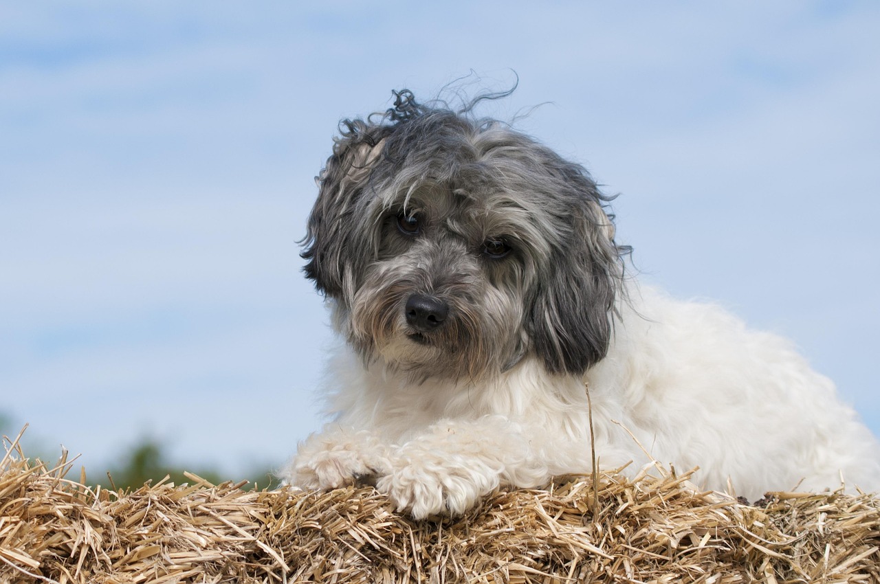 Dog Lowchen Laugh - Free photo on Pixabay - Pixabay
