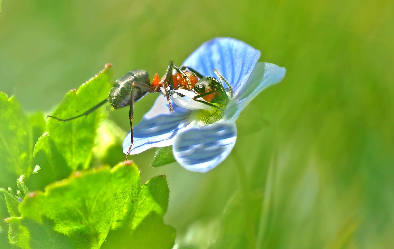 Wood Ant Honor Award Veronica - Free photo on Pixabay - Pixabay