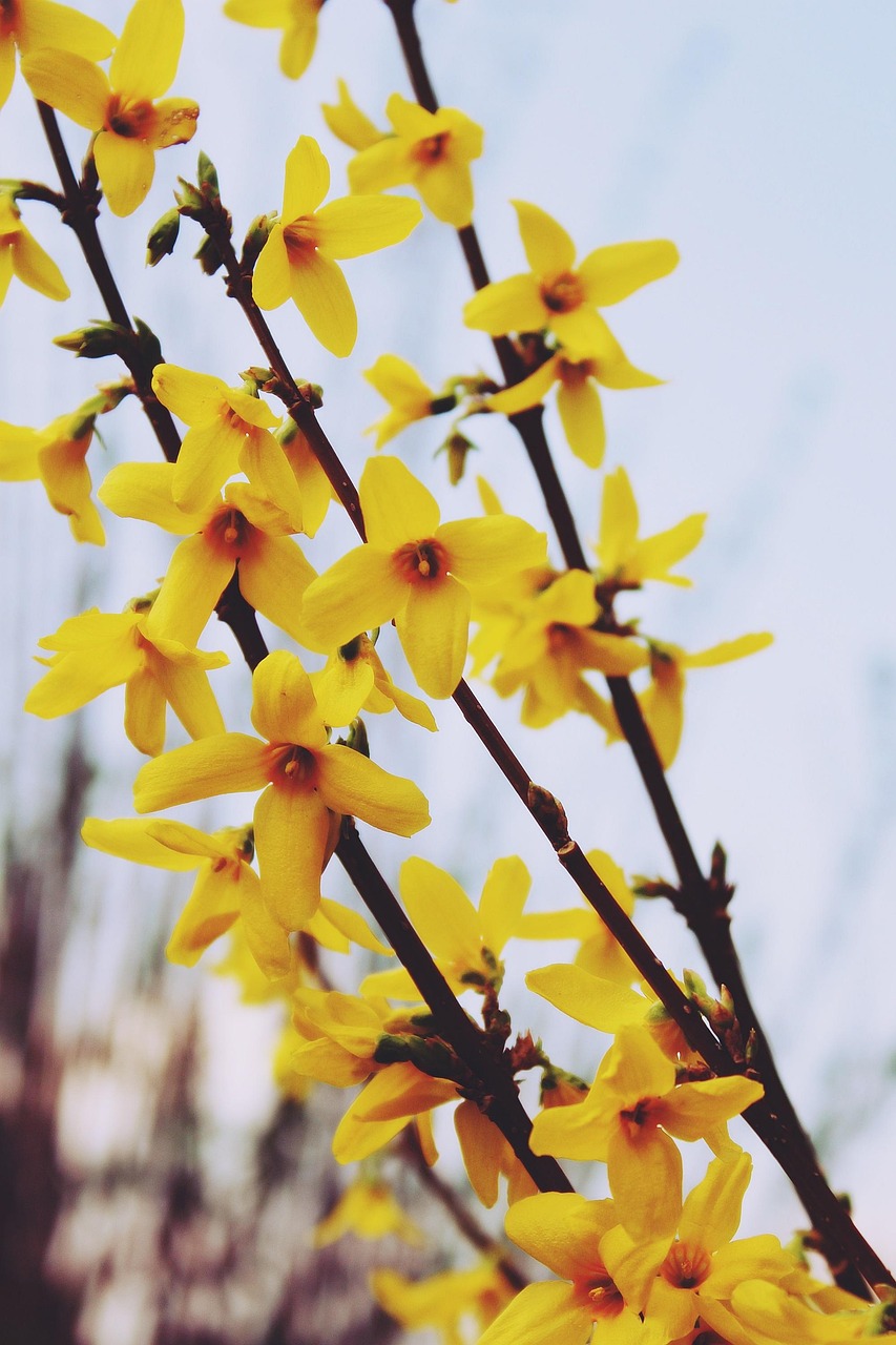 Gold Bush Easter Shrub Bells - Free photo on Pixabay
