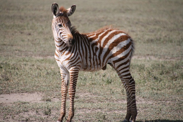 Cebra Zebron África - Foto gratis en Pixabay - Pixabay