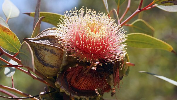 60+ Free Eucalyptus Flower & Eucalyptus Images