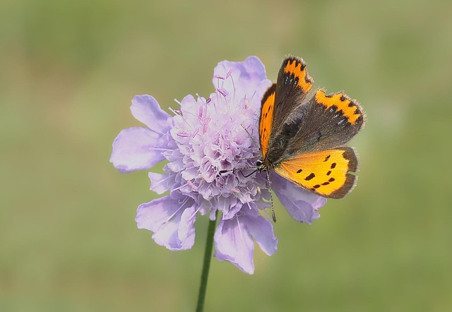 Fire Falter Scabiose Bluish - Free photo on Pixabay