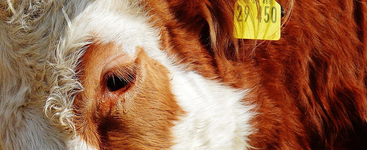 A Heart For Animals Tear Cow - Free photo on Pixabay